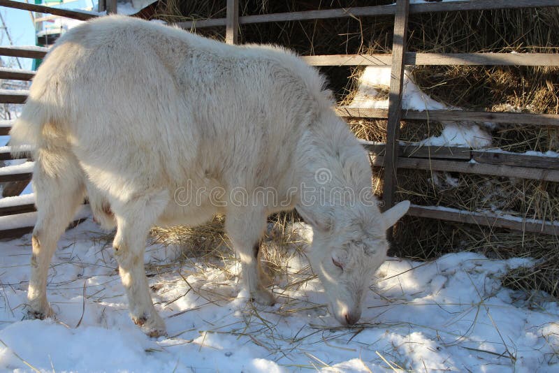 White Fluffy Goat Funny Scratches His Leg in the Paddock in the Winter ...