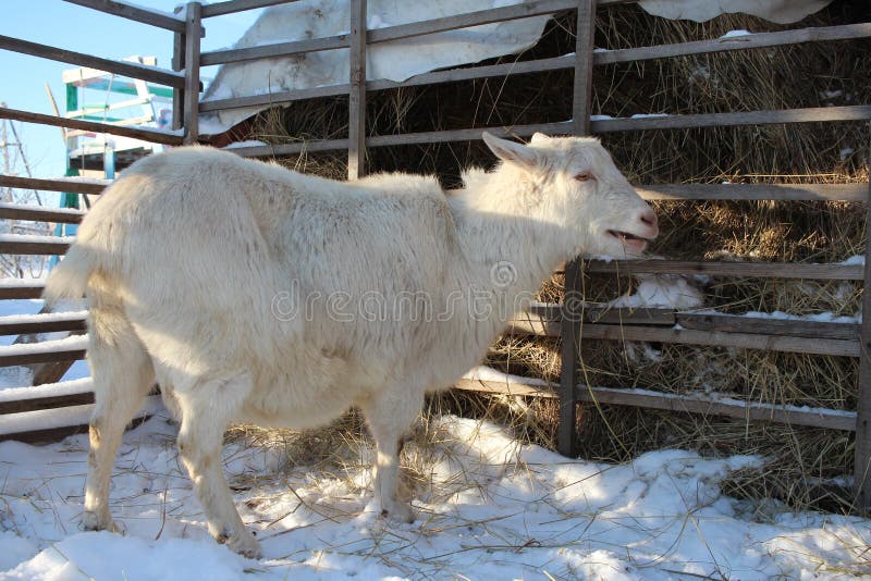 White Fluffy Goat Funny Scratches His Leg in the Paddock in the Winter ...