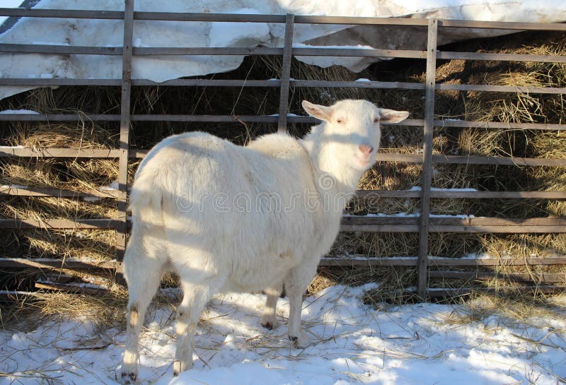 White Fluffy Goat Funny Scratches His Leg in the Paddock in the Winter ...