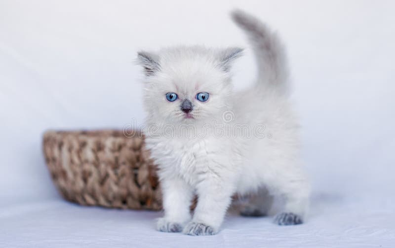 White Fluffy Kitten Standing on a White Sheet. Blue Eyes Stock Image ...