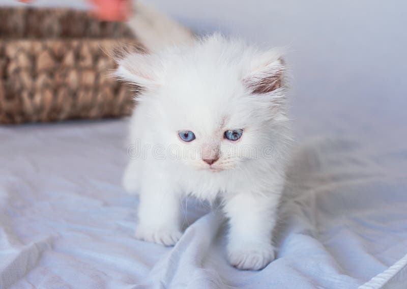 White Fluffy Kitten Standing On A White Sheet Blue Eyes Stock Image Image Of Scottish