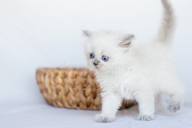 White Fluffy Kitten Standing on a White Sheet. Blue Eyes Stock Photo ...