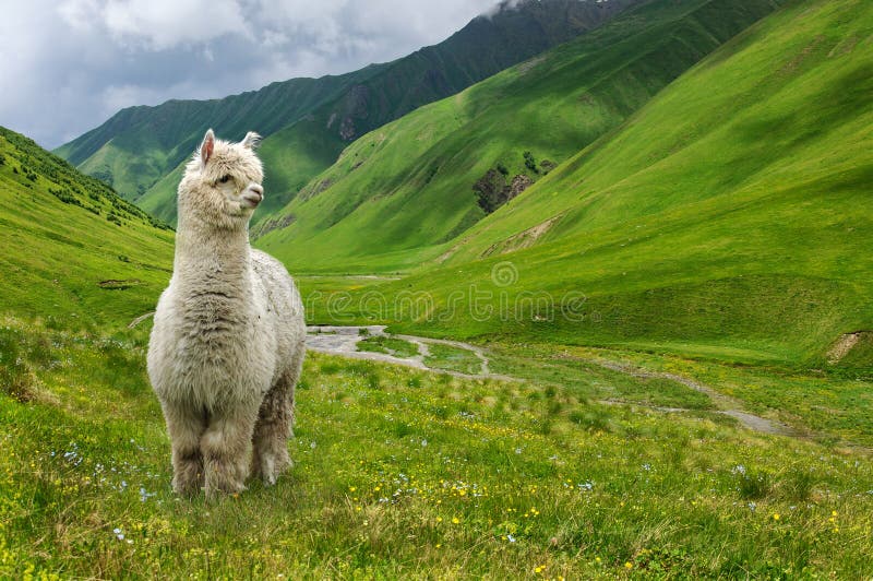 A White Fluffy Llama Stands High in the Mountains and Looks Down on the ...
