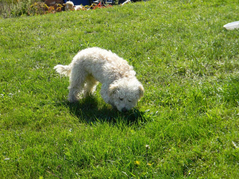 Fluffy Male Mini Poodle Stock Photos - Free & Royalty-Free Stock Photos ...