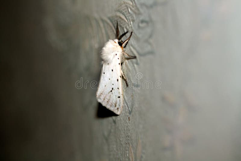 White Fluffy Moth. Insect Flying Butterfly Macro Stock Photo - Image of ...