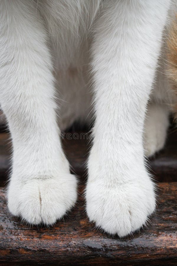 White Fluffy Paws on the Bench Stock Image - Image of shoe, white ...