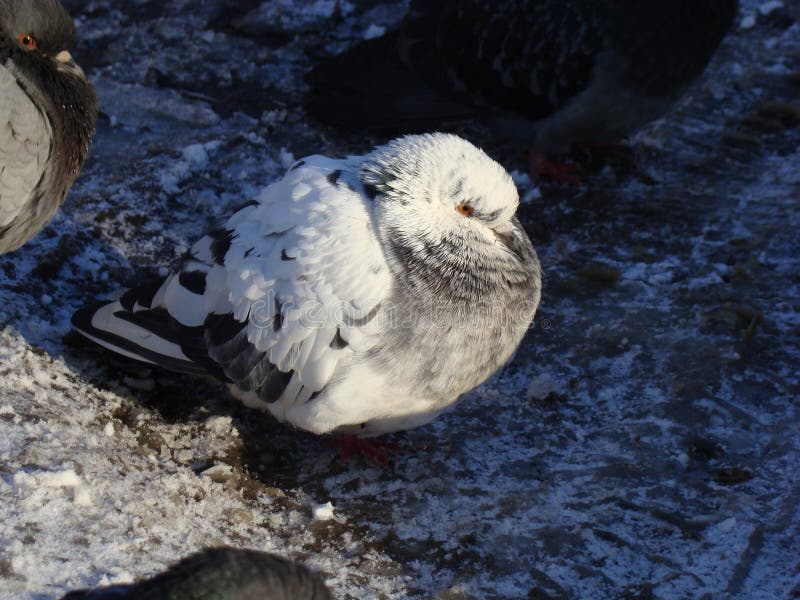 A Cold Pigeon stock photo. Image of cold, famous, warmth - 58812874