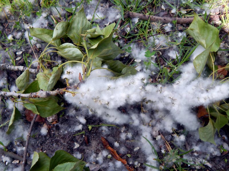 White Fluffy Poplar Fluff Close Up Stock Photo - Image of beauty ...