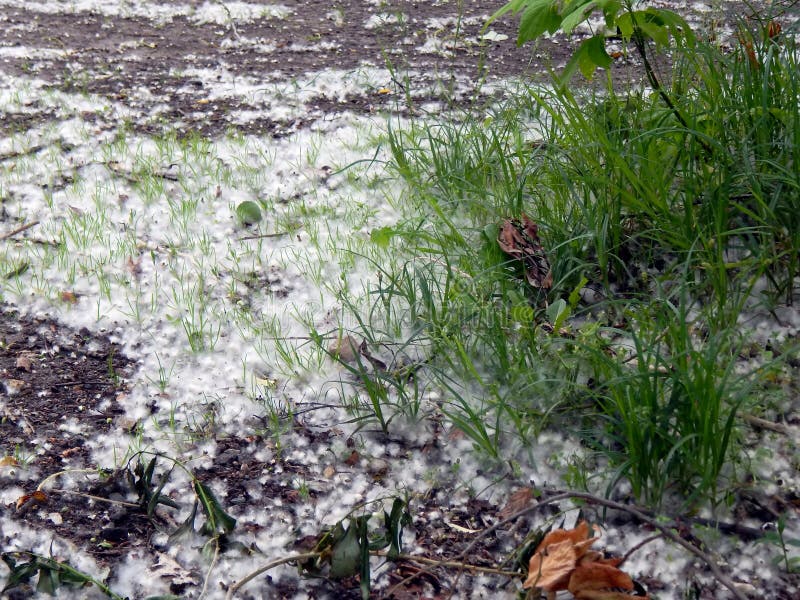 White Fluffy Poplar Fluff Close Up Stock Image - Image of abstract ...