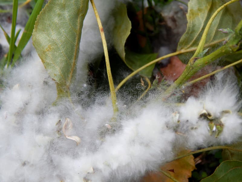 White Fluffy Poplar Fluff Close Up Stock Image - Image of fluffy ...