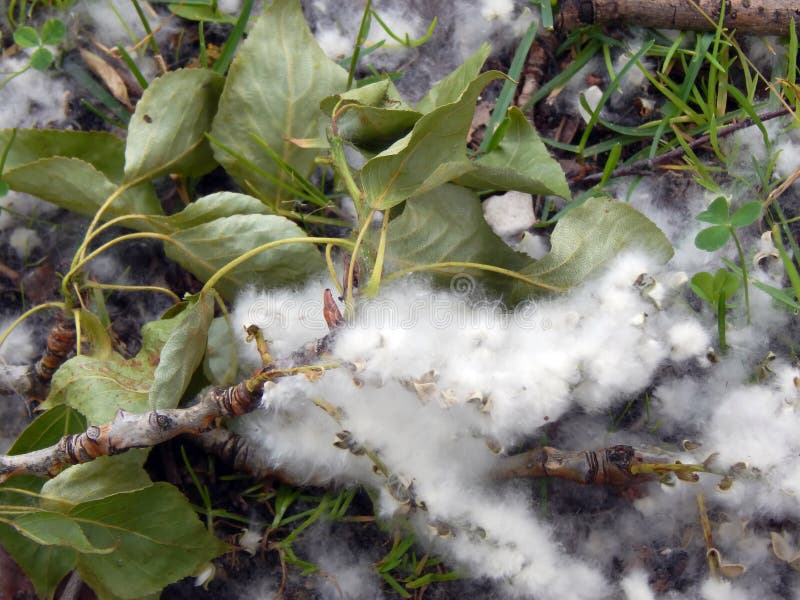White Fluffy Poplar Fluff Close Up Stock Photo - Image of allergen ...