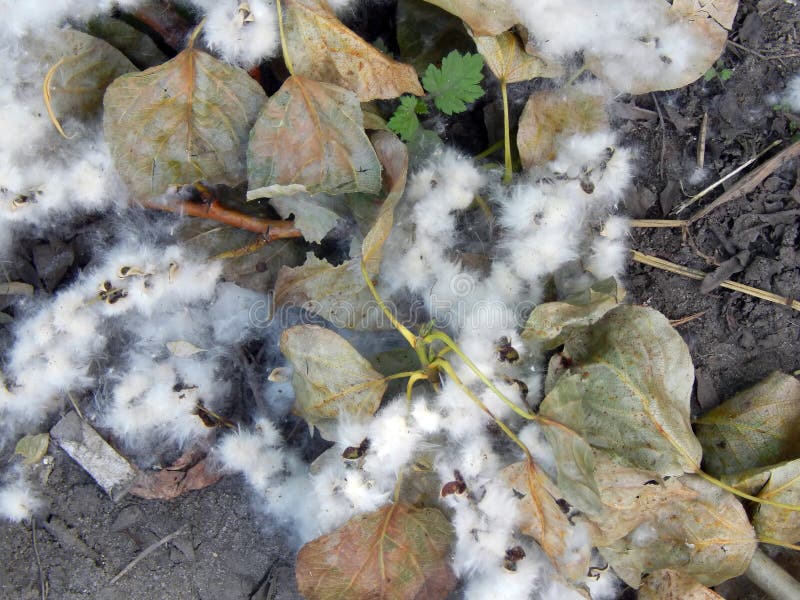 Fluffy Poplar or Cottonwood Tree Seeds - Allergen Stock Image - Image ...