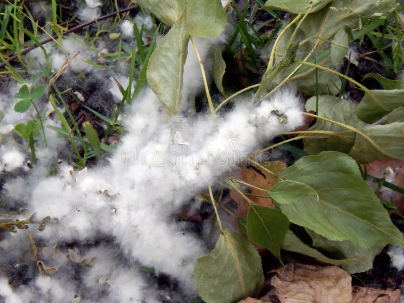 White Fluffy Poplar Fluff Close Up Stock Image - Image of flower ...