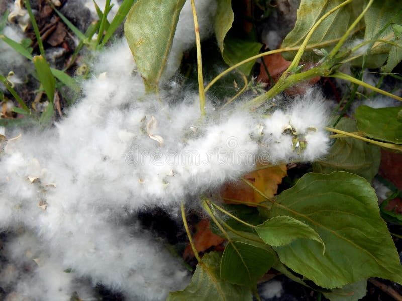 White Fluffy Poplar Fluff Close Up Stock Image - Image of flower, close ...
