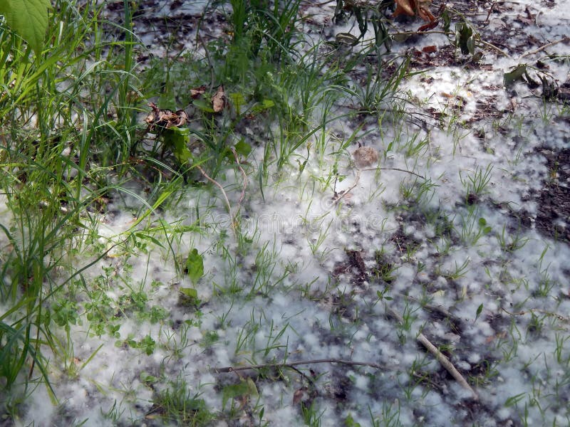 White Fluffy Poplar Fluff Close Up Stock Photo - Image of cottonwood ...