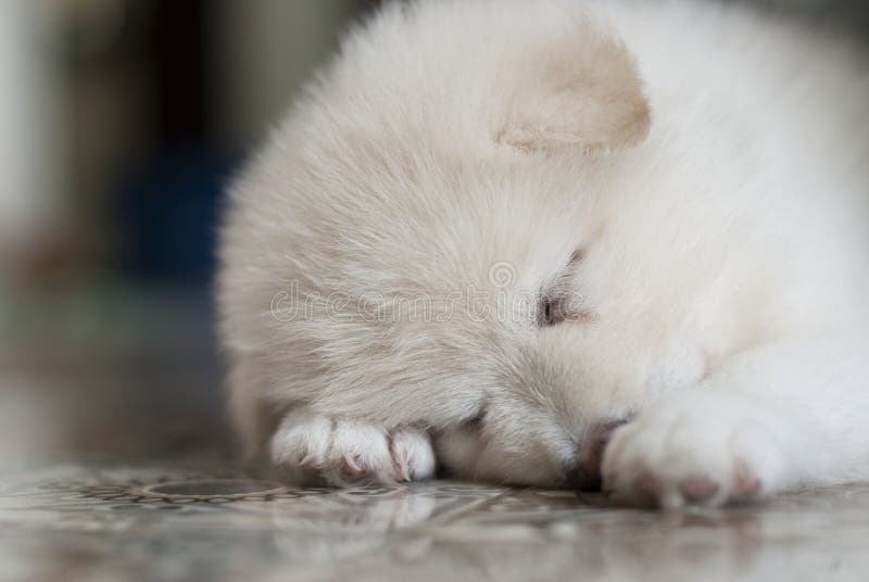 White Fluffy Puppy is Sleeping Stock Image - Image of baby, furry: 59283871