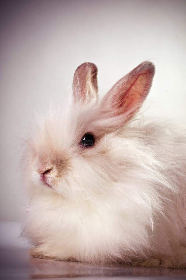 White fluffy rabbit stock image. Image of object, studio - 8495607