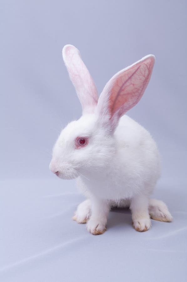 Fluffy white rabbit stock photo. Image of home, wool - 15777104