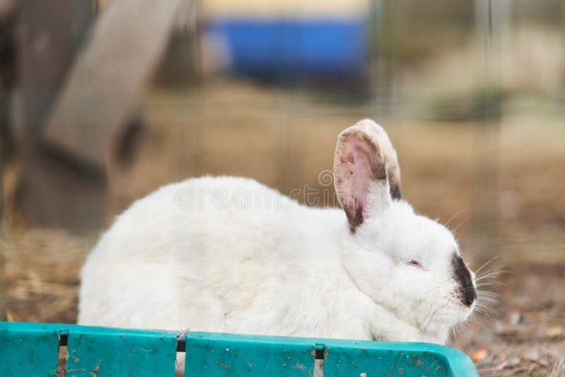 White Fluffy Rabbit Eats Weed Outdoors. Close-up. Stock Image - Image ...