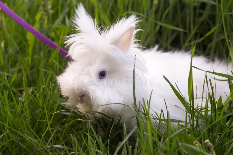 White rabbit on a leash stock image. Image of leash - 108007479
