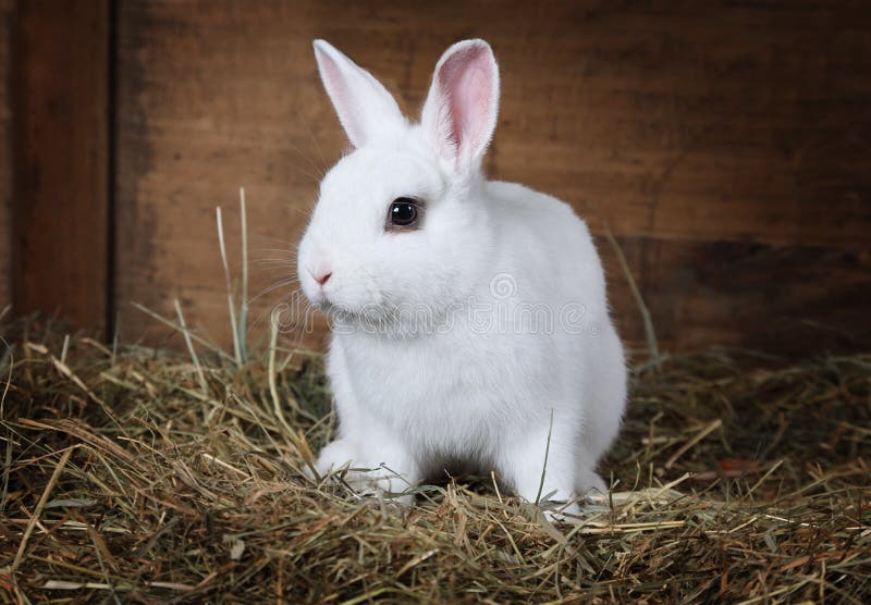 White fluffy rabbit stock image. Image of object, portrait - 8495607