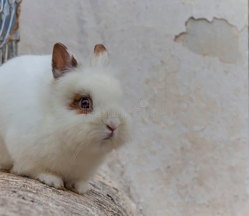 White Fluffy Rabbit stock image. Image of beautiful, daytime - 89884679