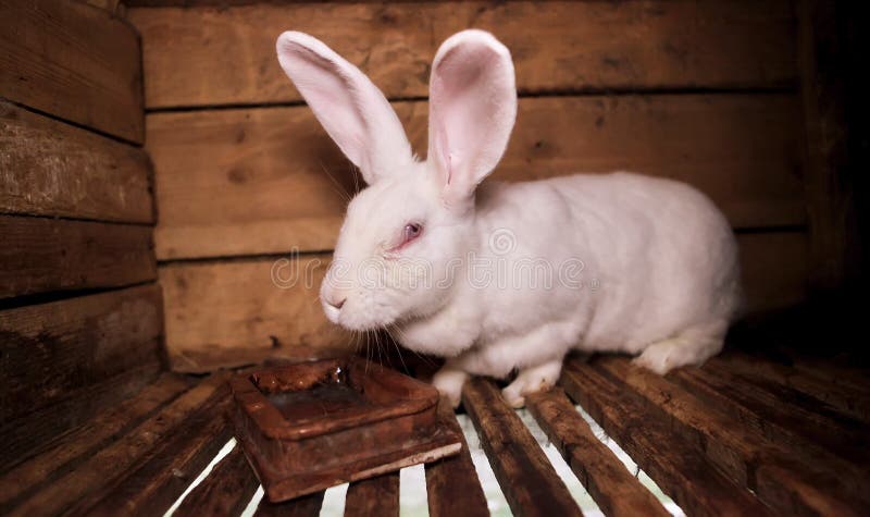 White Fluffy Rabbit Sits in a Cage. Breeding and Feeding Rabbits Stock ...