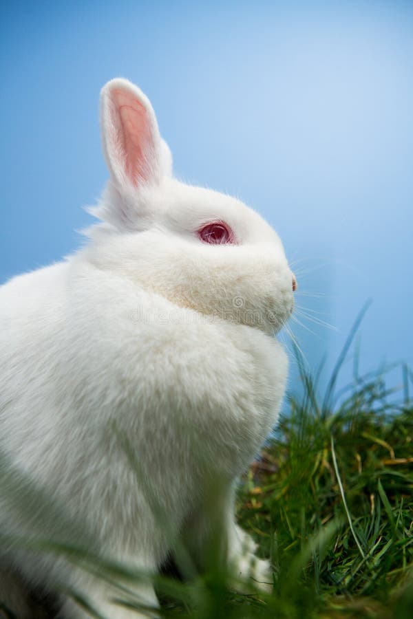 White Rabbit Sitting Behind Easter Eggs in Green Basket Stock Photo ...