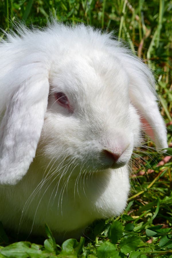 White Fluffy Nano Rabbit Washing Its Face. Stock Photo - Image of lecco ...