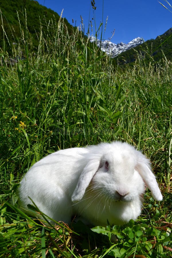 White Fluffy Rabbit Sleeping Under the Sun in a High Grass Spring ...