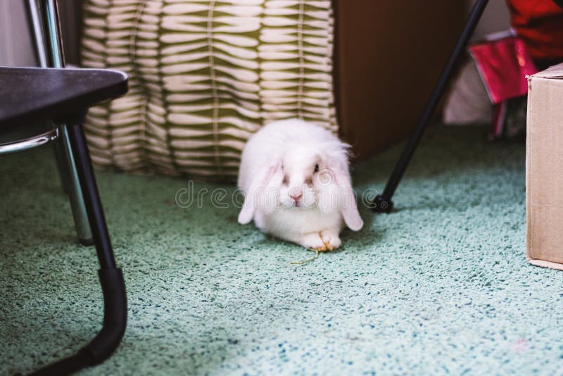A White Fluffy Rabbit is Walking in the Apartment Stock Photo - Image ...