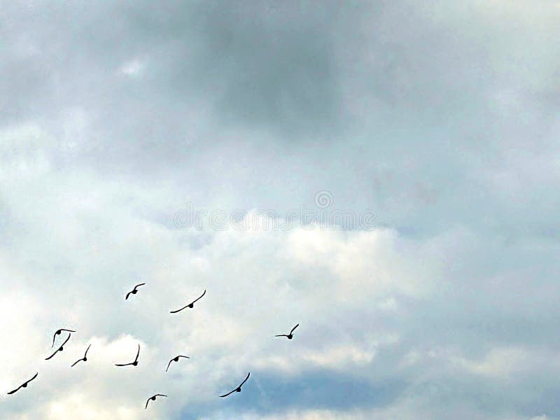 White Fluffy Raincloud Clouds in the Sky Atmospheric with Flying Birds ...