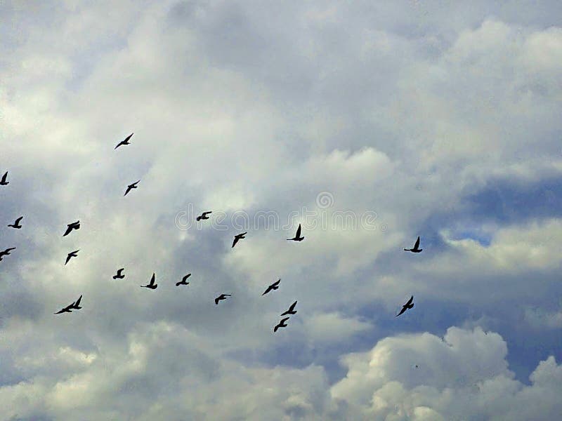 White Fluffy Raincloud Clouds in the Sky Atmospheric with Flying Birds ...