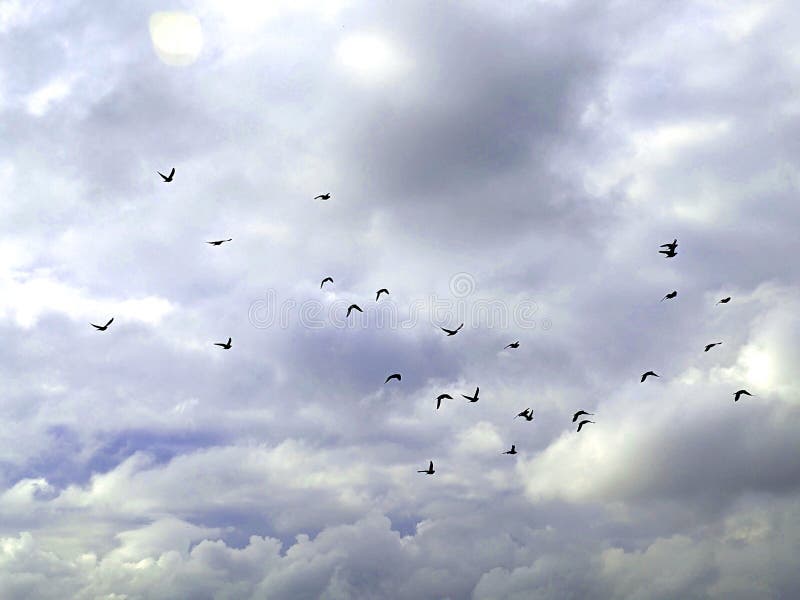 White Fluffy Raincloud Clouds in the Sky Atmospheric with Flying Birds ...