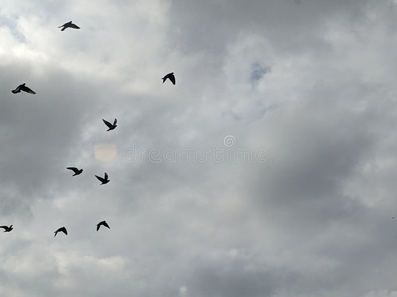 White Fluffy Raincloud Clouds in the Sky Atmospheric with Flying Birds ...