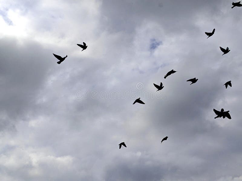 White Fluffy Raincloud Clouds in the Sky Atmospheric with Flying Birds ...
