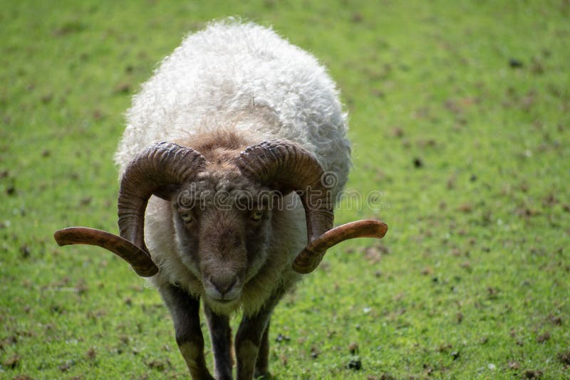 White Fluffy Ram Sheep Standing on Grass at a Park Stock Photo - Image ...