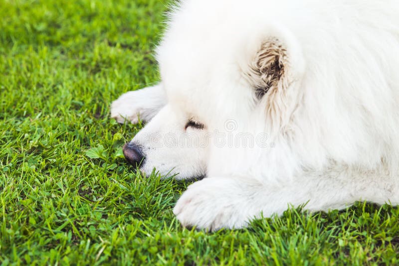 163 Sad Samoyed Stock Photos - Free & Royalty-Free Stock Photos from ...