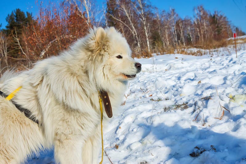 White Fluffy Samoyed on a Leash. Close-up Portrait Stock Photo - Image ...