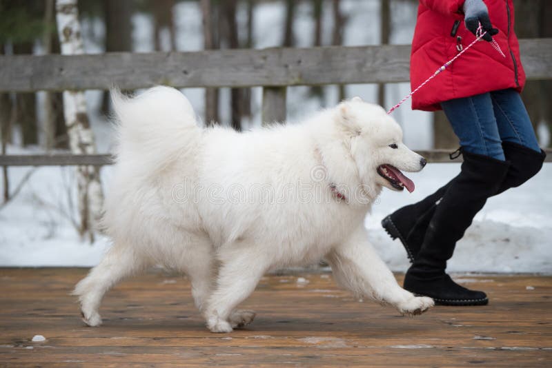 White Fluffy Samoyed is Walking in the Forest, Balta Kapa in Baltic ...
