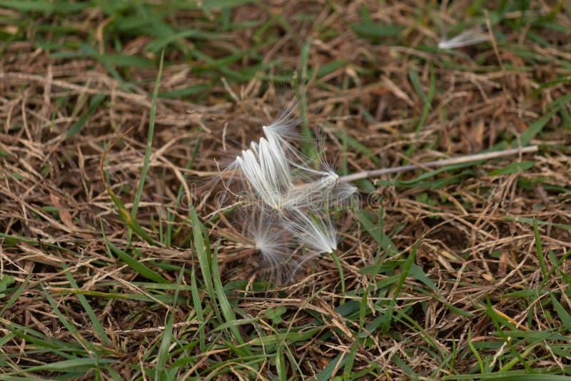 Float Pods Stock Photos - Free & Royalty-Free Stock Photos from Dreamstime