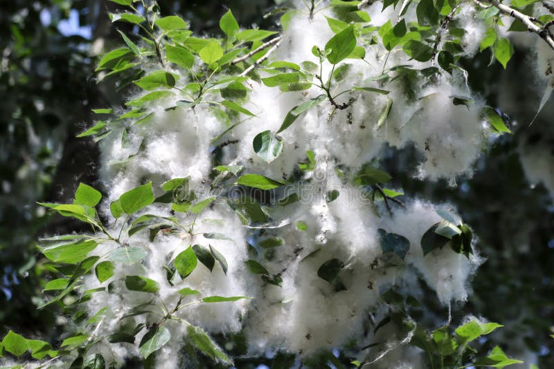 White Fluffy Seeds on the Branch of the Poplar Tree Stock Image - Image ...