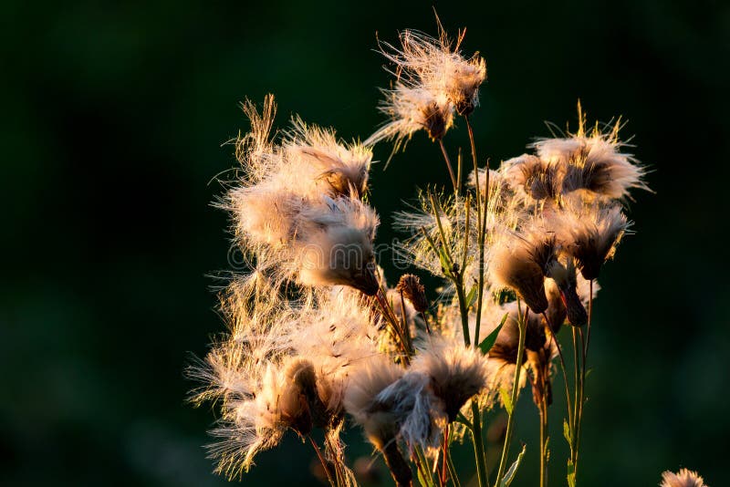 White Fluffy Seeds of Wild Aster Plants in the Field Stock Image ... White Fluffy Seeds of Wild Aster Plants in the Field Stock Image ...