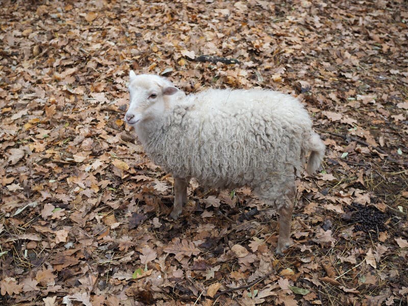 White Fluffy Sheep on a Farm in Autumn Stock Photo - Image of europe ...