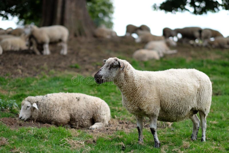 White Fluffy Sheep Grazing in the Green Field Stock Photo - Image of ...
