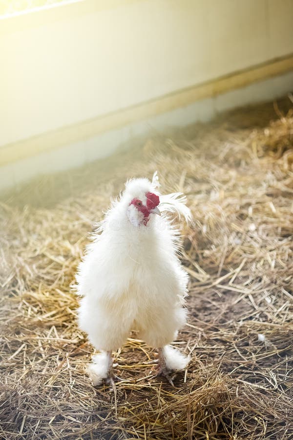 4,371 Cute Red Feather Hen Stock Photos - Free & Royalty-Free Stock ...