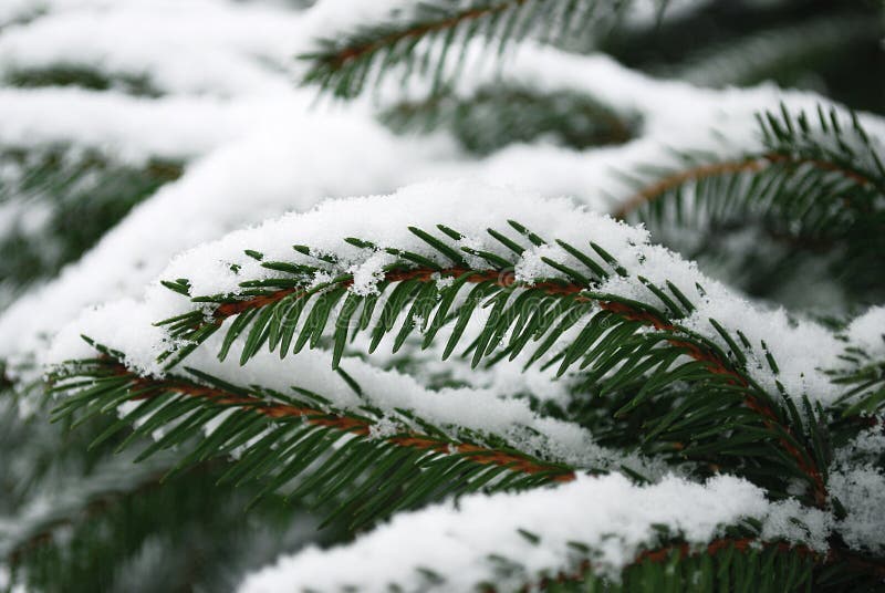 Snow on the Branch of Fir-tree Stock Photo - Image of pine, branches ...
