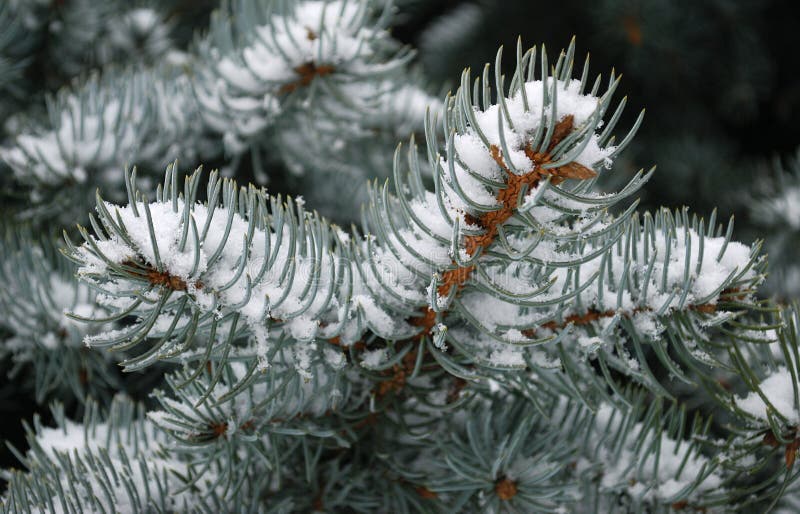 Snow on the Branch of Fir-tree Stock Photo - Image of plants, frost ...