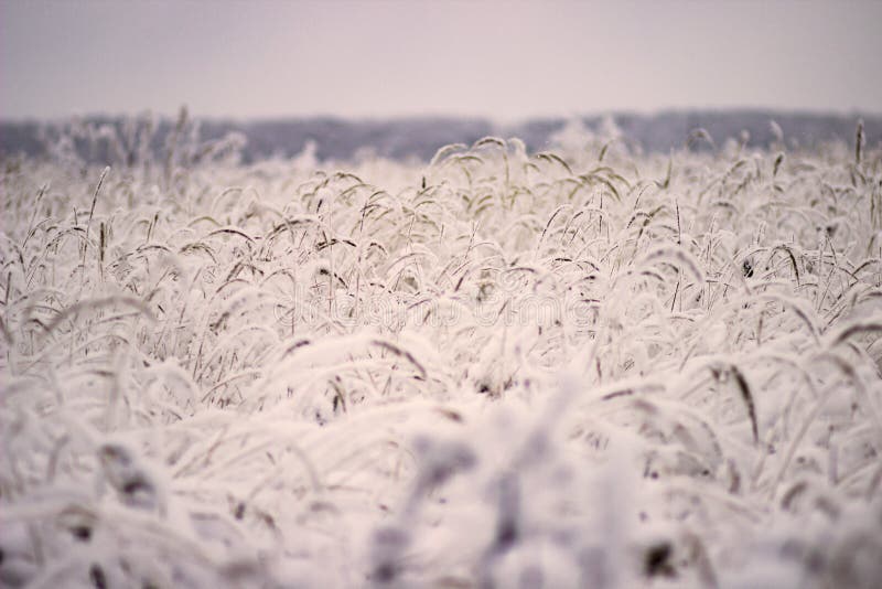 Snow on grass in the field stock image. Image of branch - 134774833