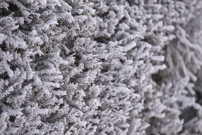 White Fluffy Snow. Green Branches Spruce Stock Photo - Image of ...